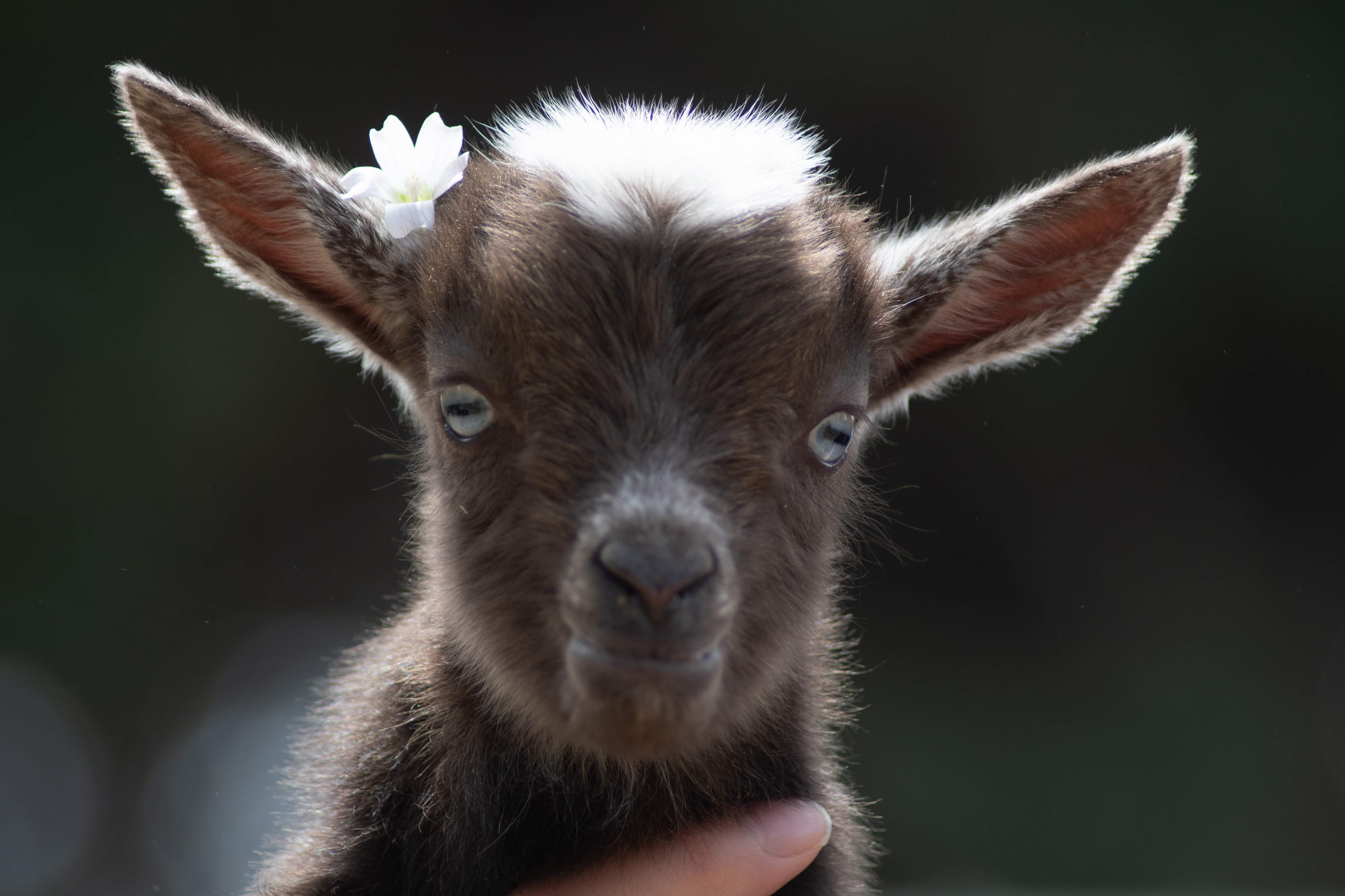 Pixiebrook Farm – Nigerian Dwarf Goats