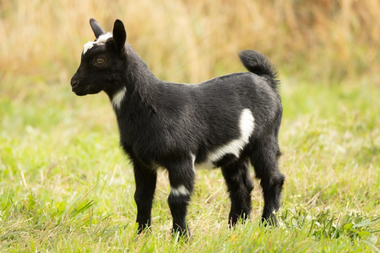 Pixiebrook Farm – Nigerian Dwarf Goats